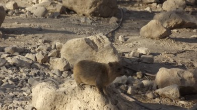Biblical Botanical Gardens Society- USA